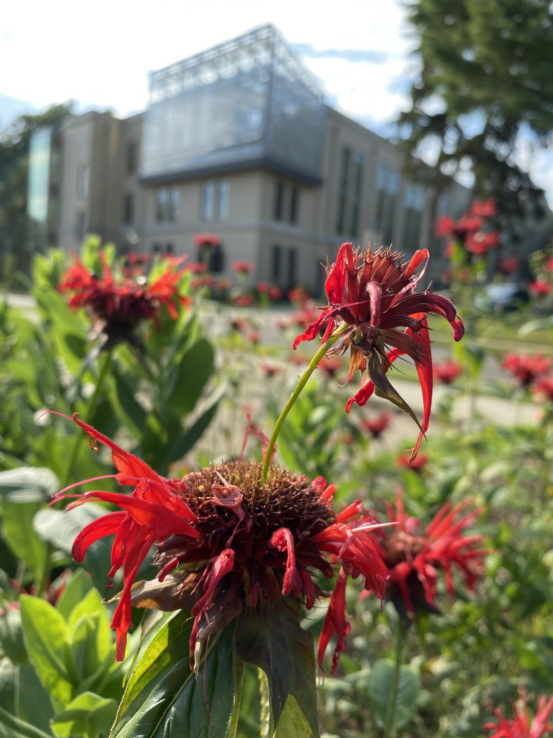 Who Are Our Pollinators? – The College of Wooster Pollinator Plots
