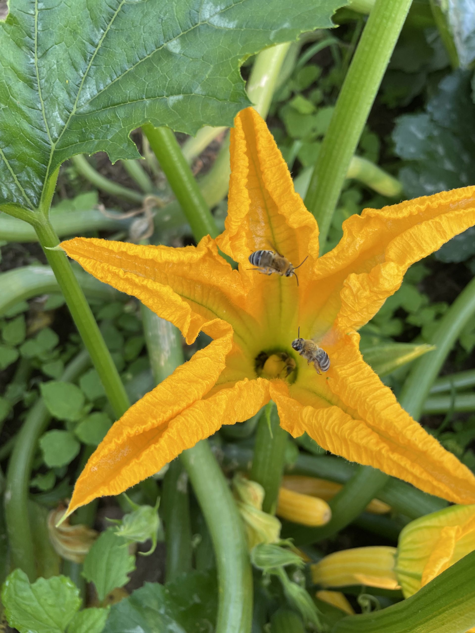 Who Are Our Pollinators? – The College of Wooster Pollinator Plots