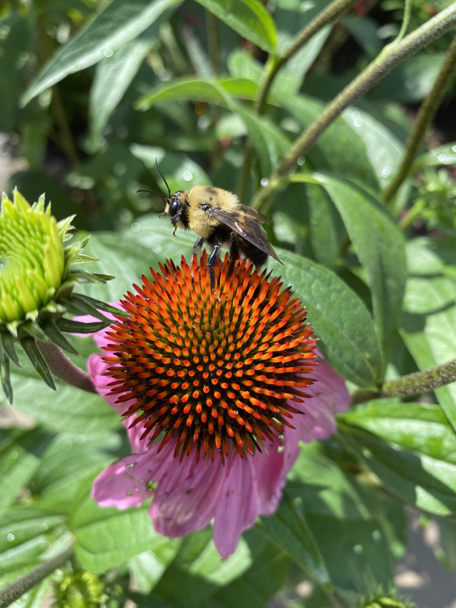 Local Species and Their Pollinators – The College of Wooster Pollinator ...