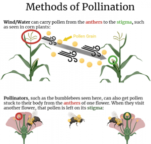 Pollination Diagram – The College of Wooster Pollinator Plots